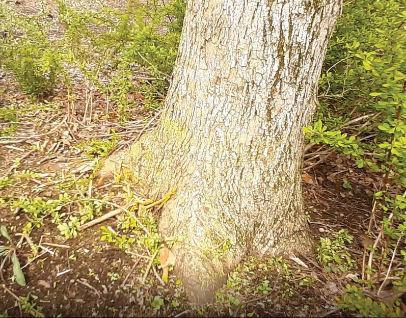 The TrimMasterPro™ – No Damage Trimming